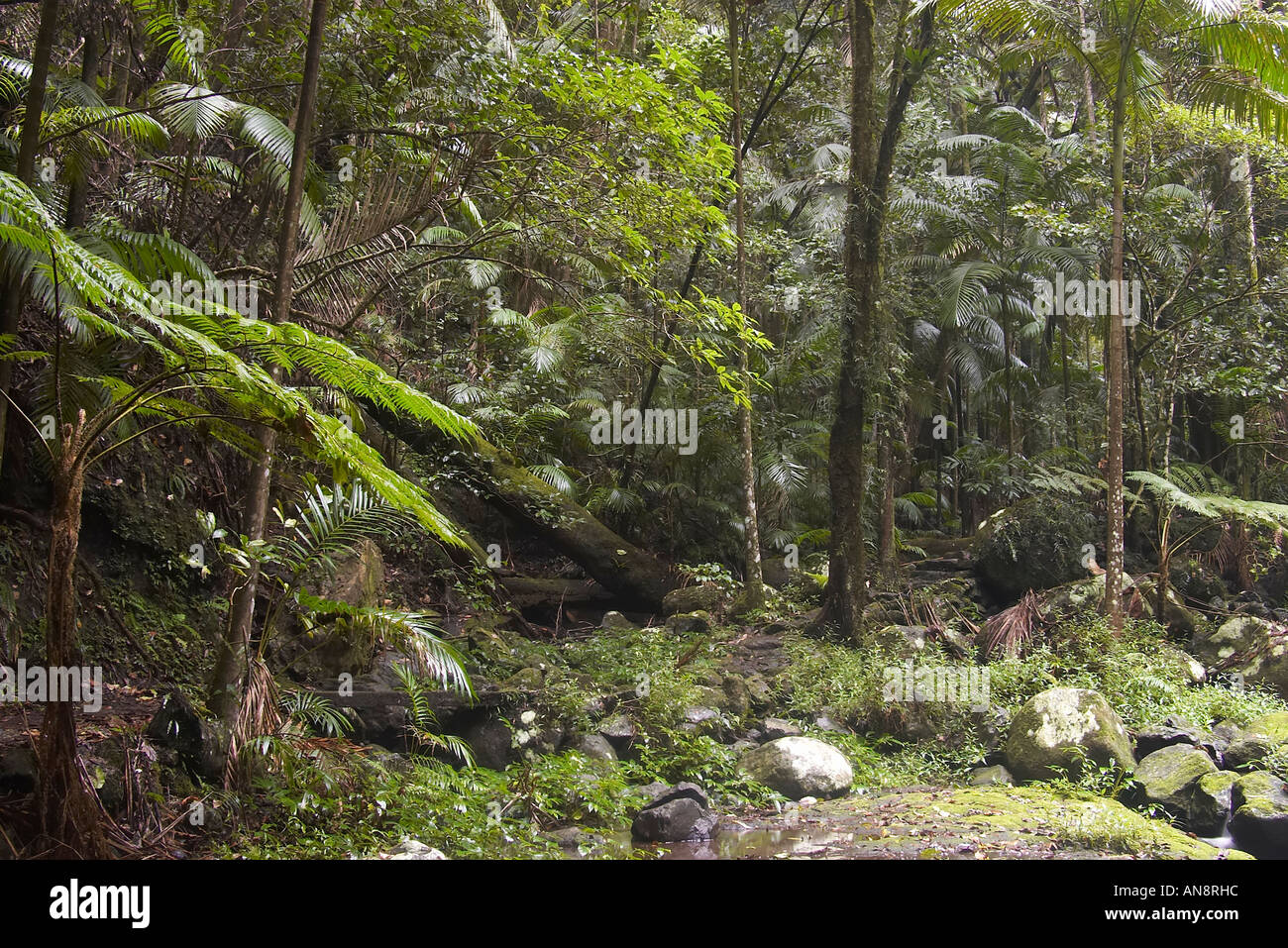 border ranges rainforest Stock Photo - Alamy