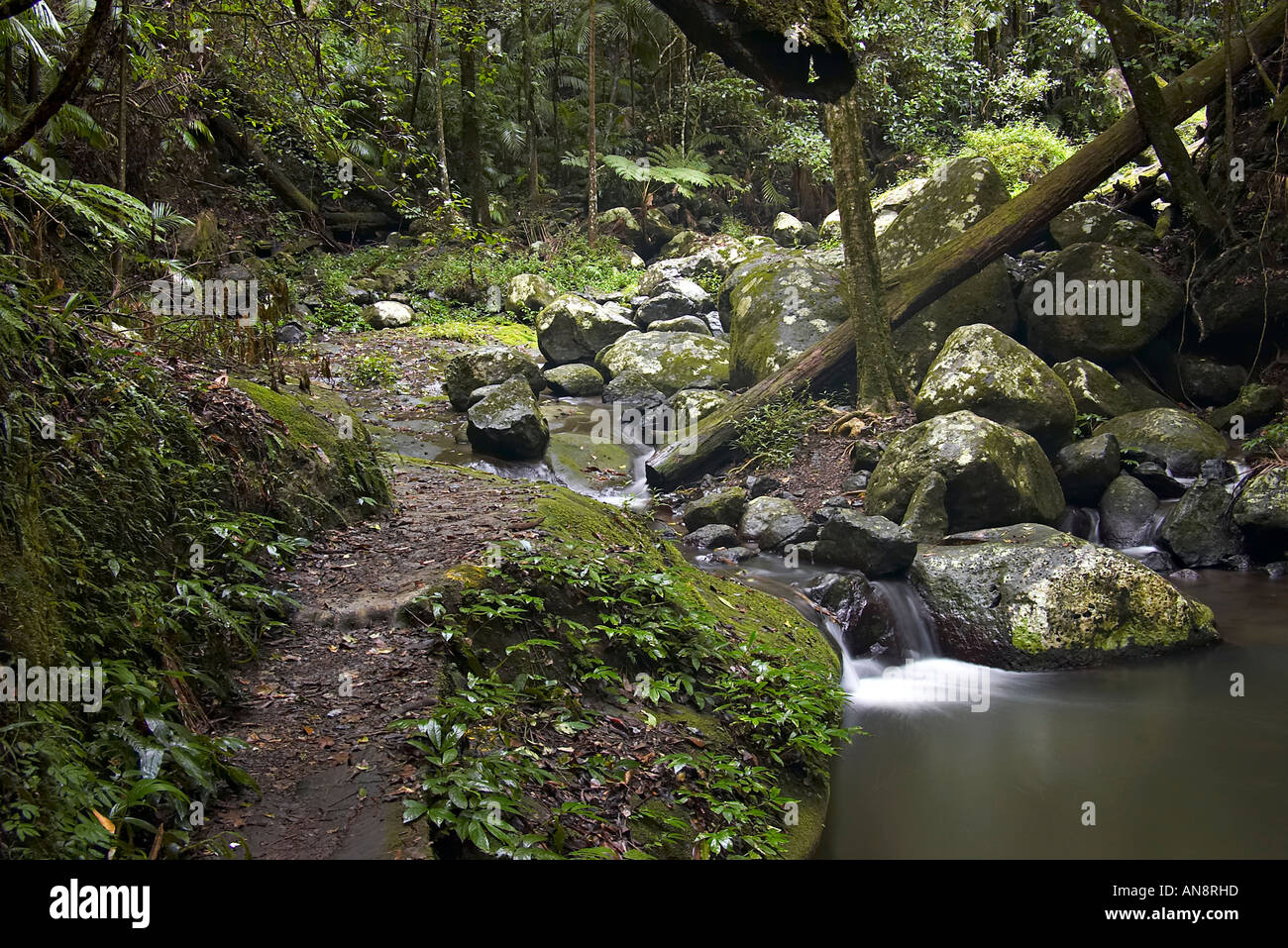 border ranges rainforest Stock Photo - Alamy
