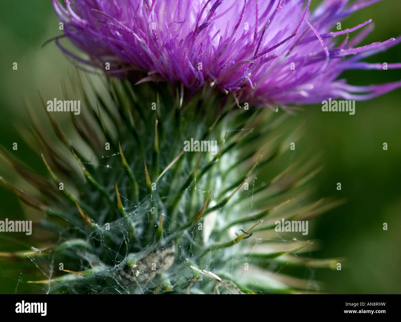 Stoloniferous creeping plants hi-res stock photography and images - Alamy