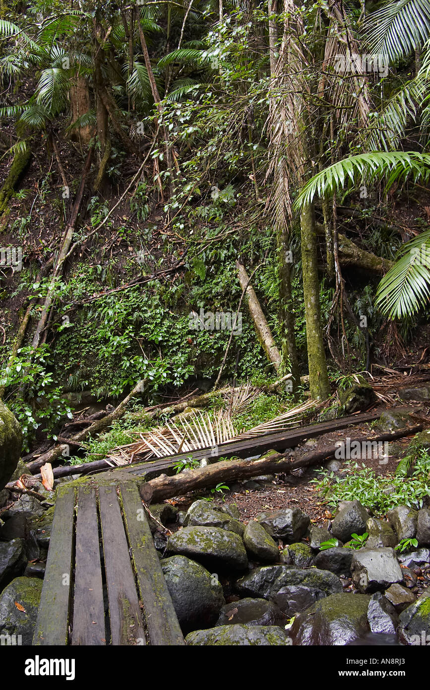 border ranges rainforest Stock Photo - Alamy