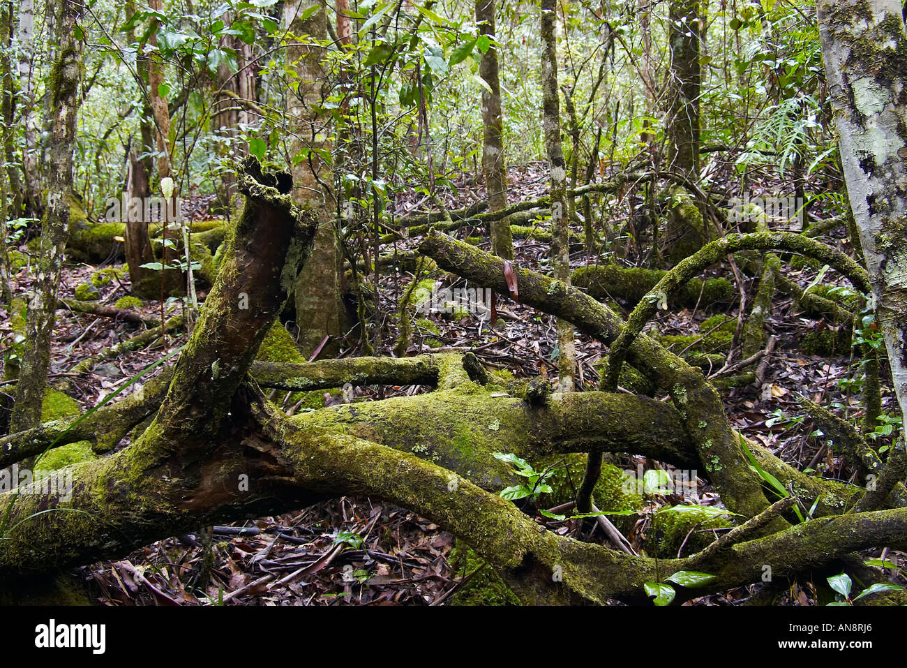 border ranges rainforest Stock Photo - Alamy