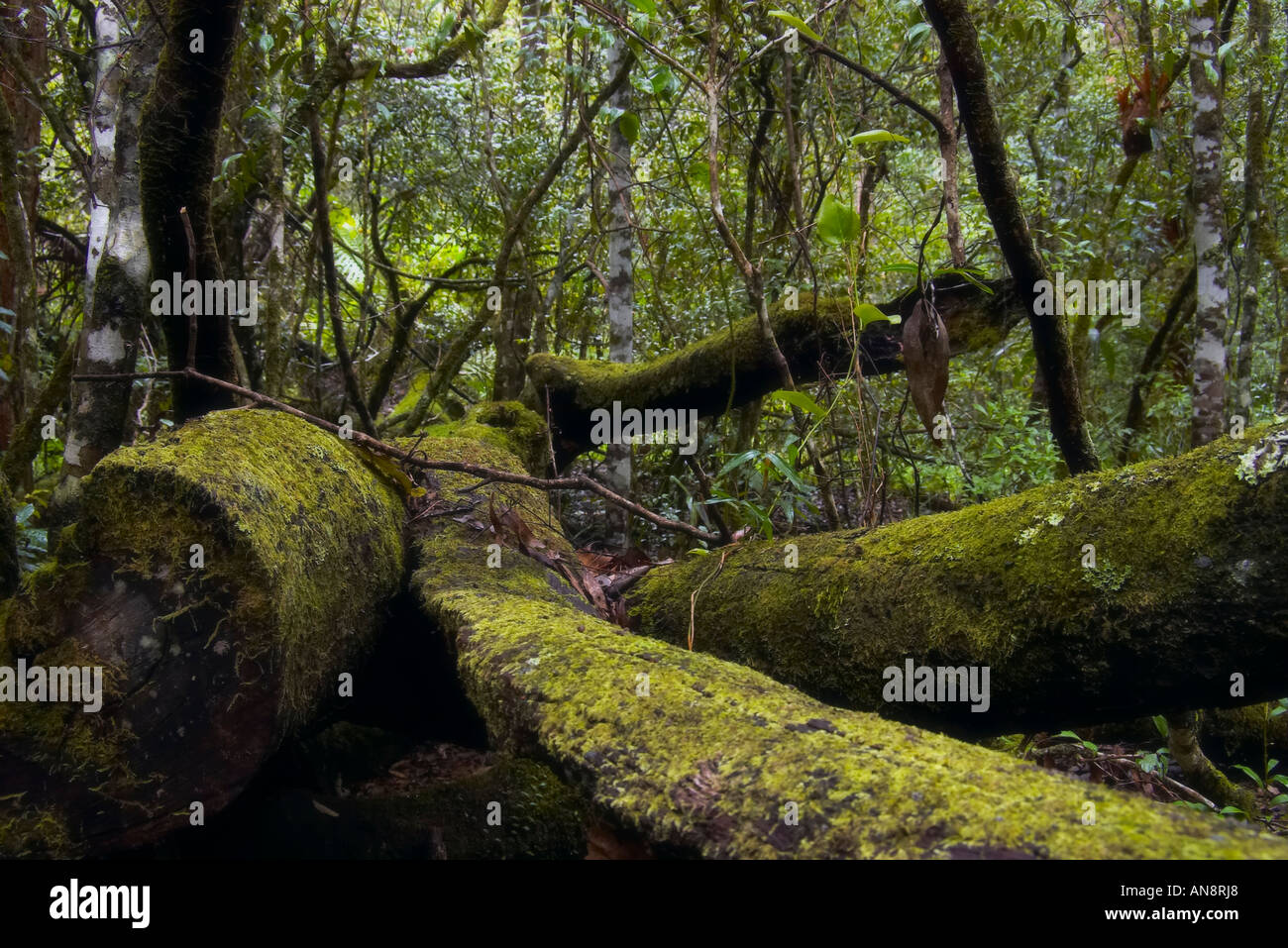 border ranges rainforest Stock Photo - Alamy