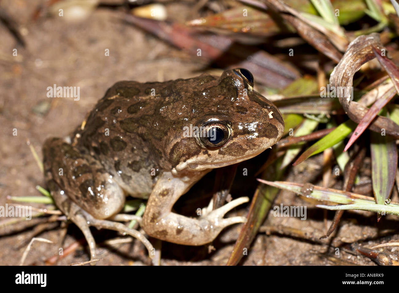 Tasmaniesis hi-res stock photography and images - Alamy