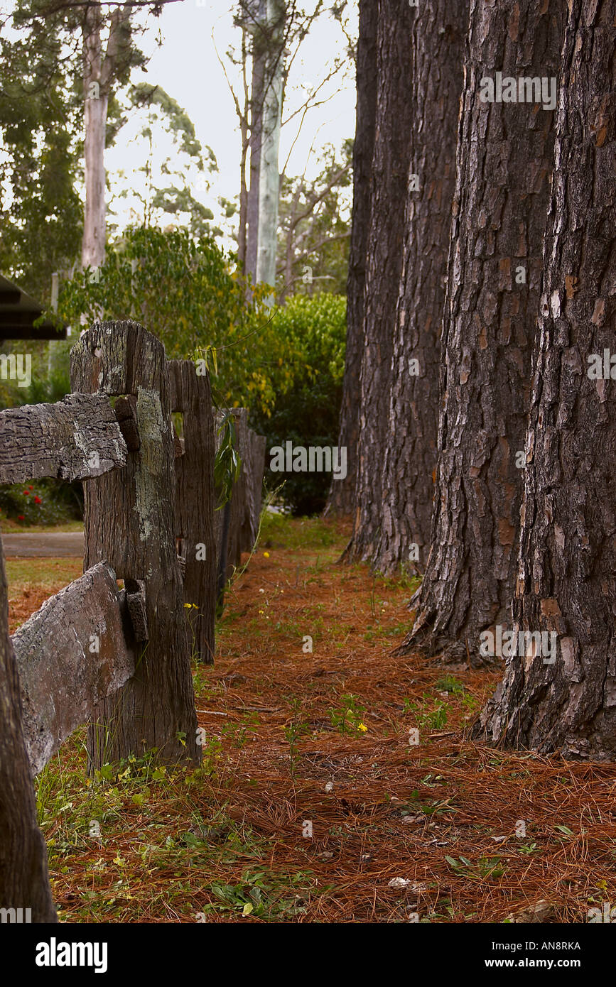 pathway through the trees Stock Photo - Alamy
