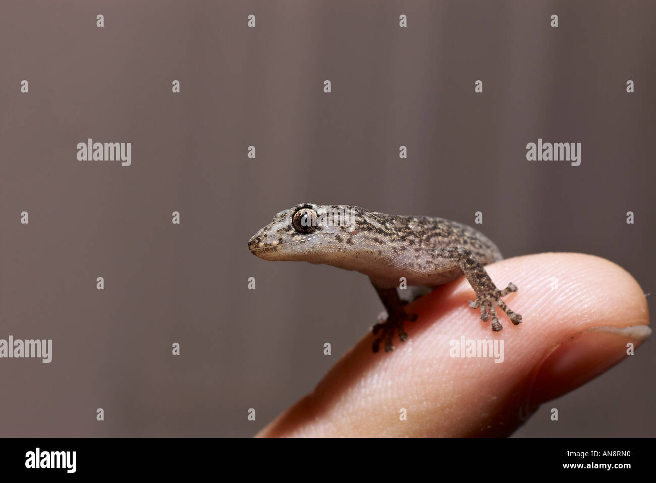 Marbled gecko hi-res stock photography and images - Alamy