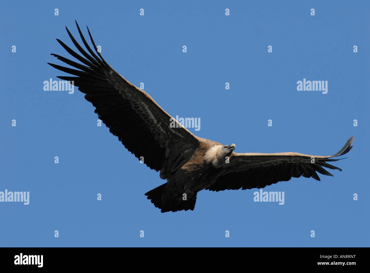 Scavenger bird soaring hi-res stock photography and images - Alamy