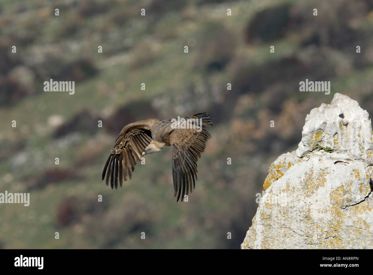 Launching bird hi-res stock photography and images - Alamy