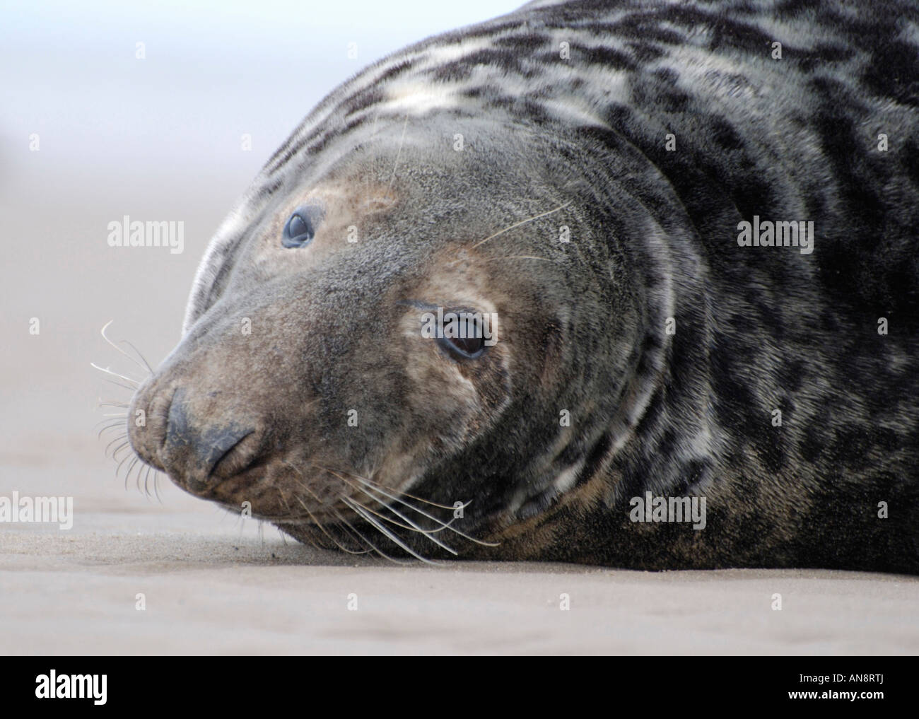 Atlantic grey seal, Donna Nook, Lincolnshire Stock Photo - Alamy