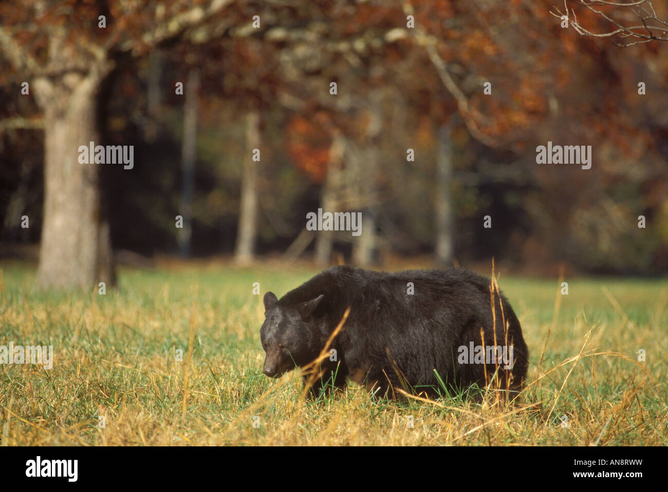 Black Bear Eating Acorns, Cades Cove, Great Smoky Mountains National ...