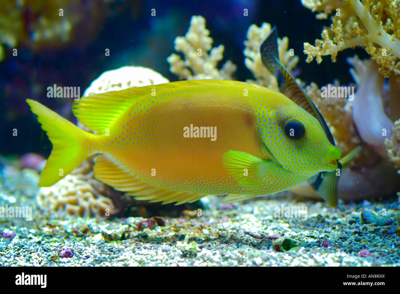 Exotic fish in an aquarium Stock Photo - Alamy