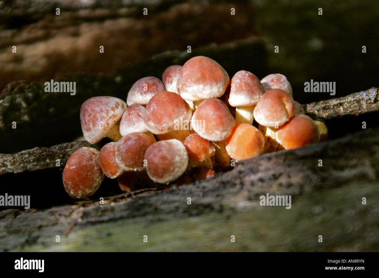 Brick-Red Hypholoma Fungus or Brick Tuft Hypholoma, Hypholoma ...