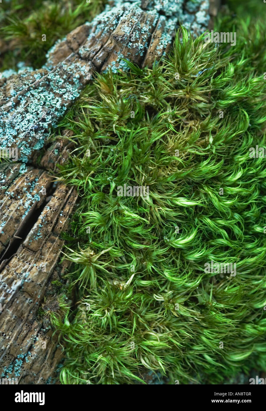 Wispy moss hi-res stock photography and images - Alamy
