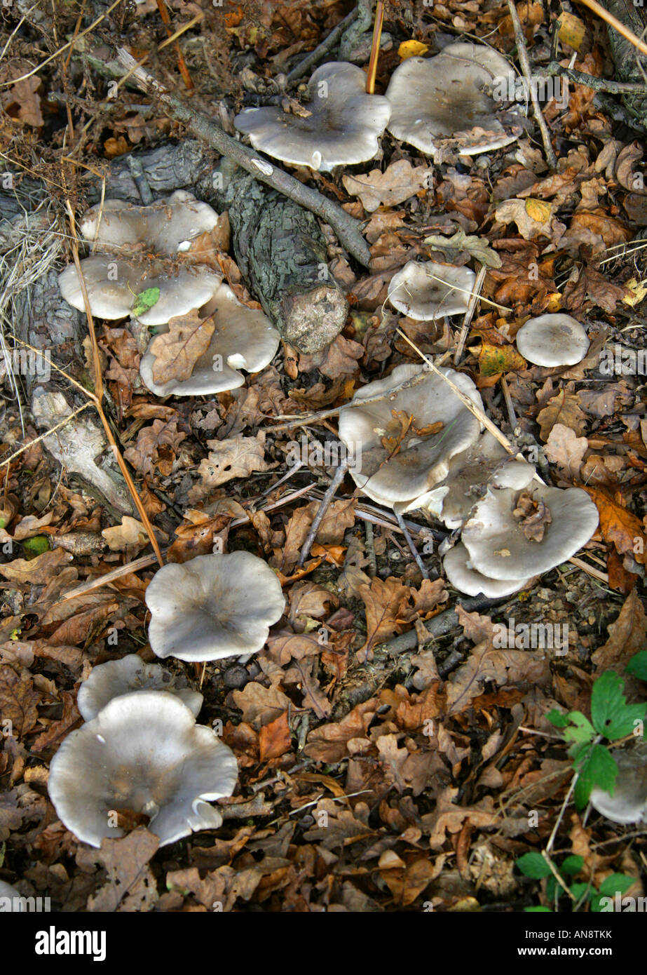 Clouded Agaric Fungus Clitocybe nebularis Tricholomatacea Stock Photo ...