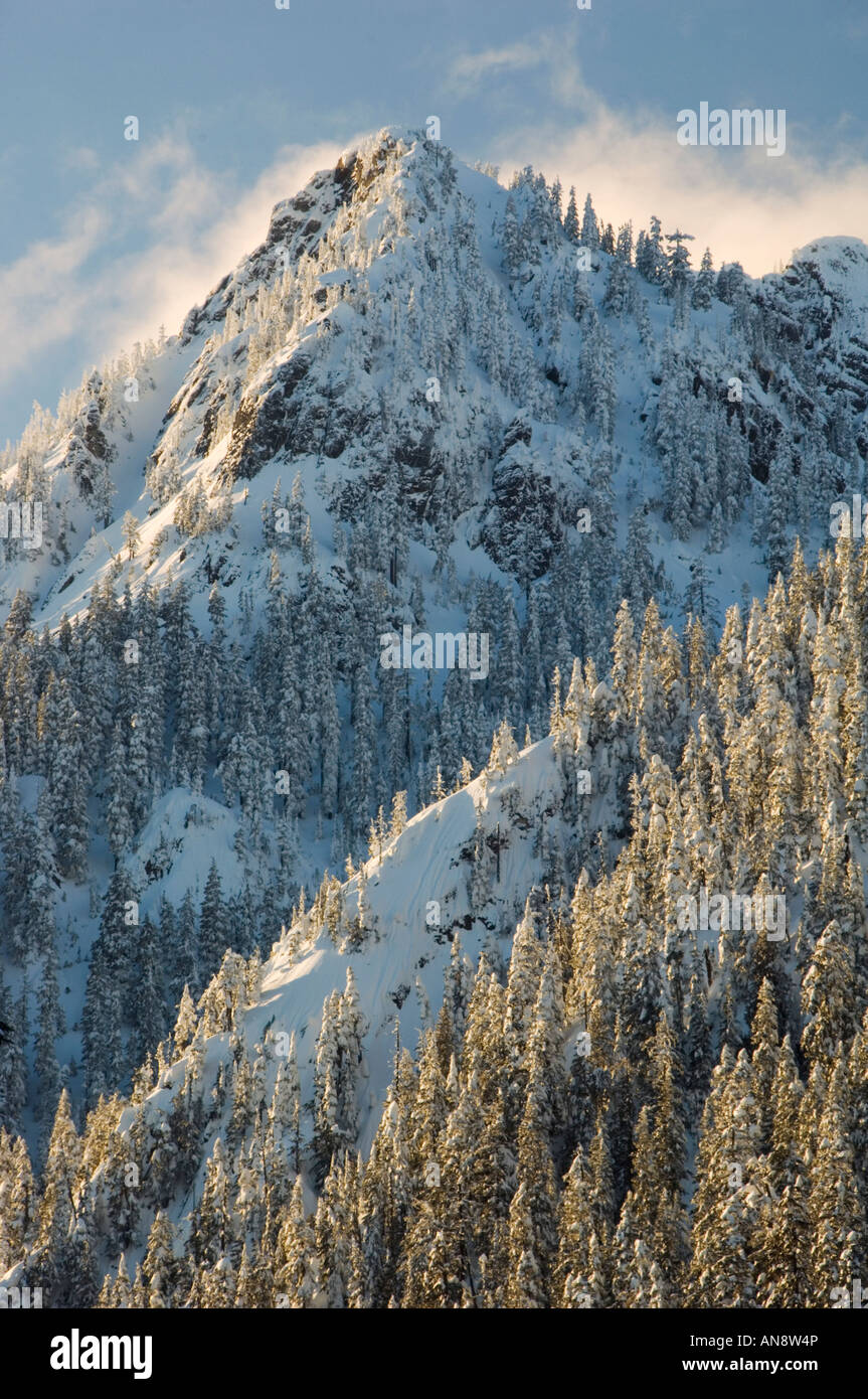 Winter trees with fresh snow, Snoqualmie Pass, Washington State ...