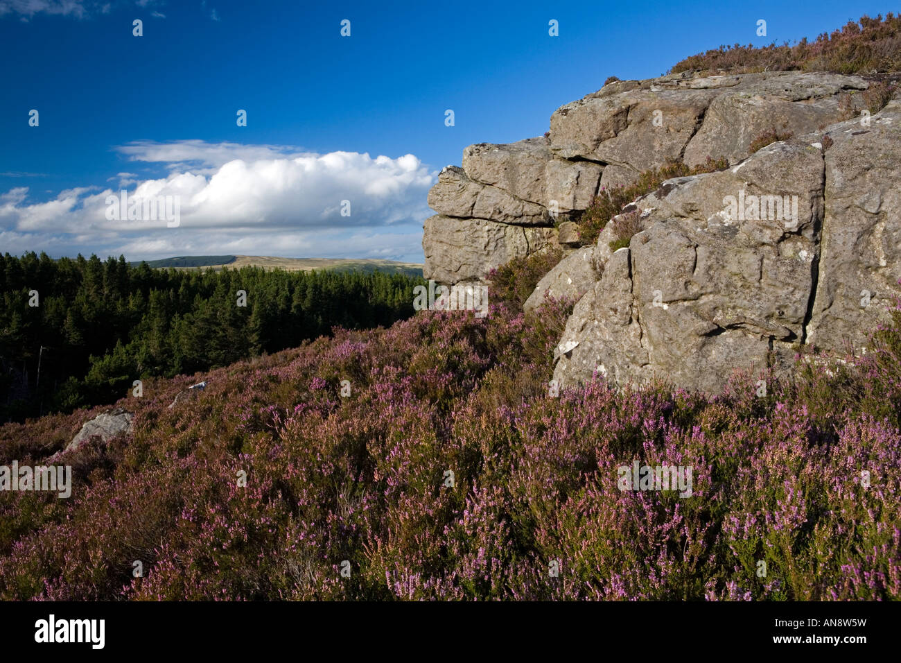 Rocky outcrop & flowering heather on Harbottle Crags in Northumberland ...