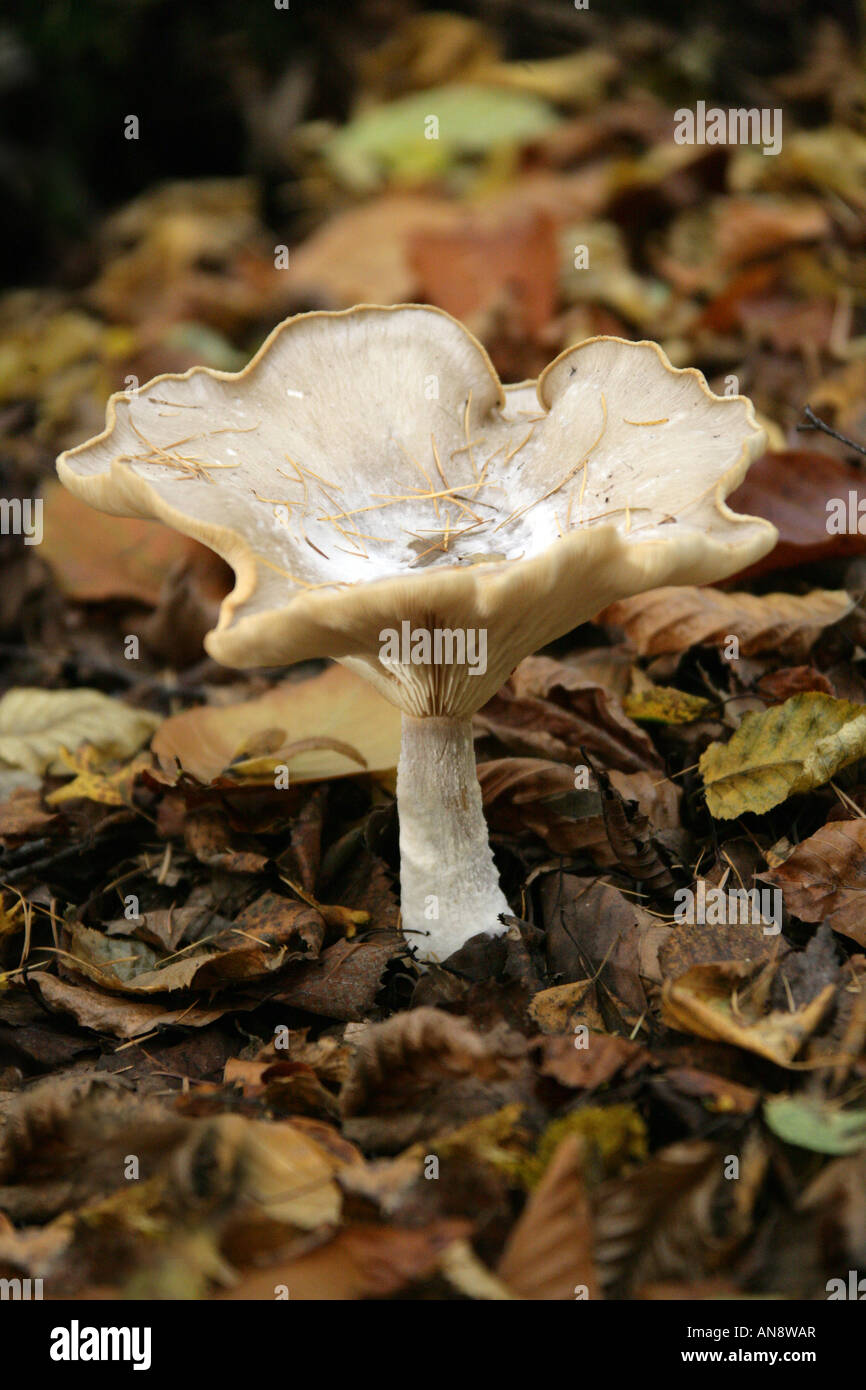Giant Funnel, Leucopaxillus giganteus, Tricholomataceae. Syn. Agaricus ...