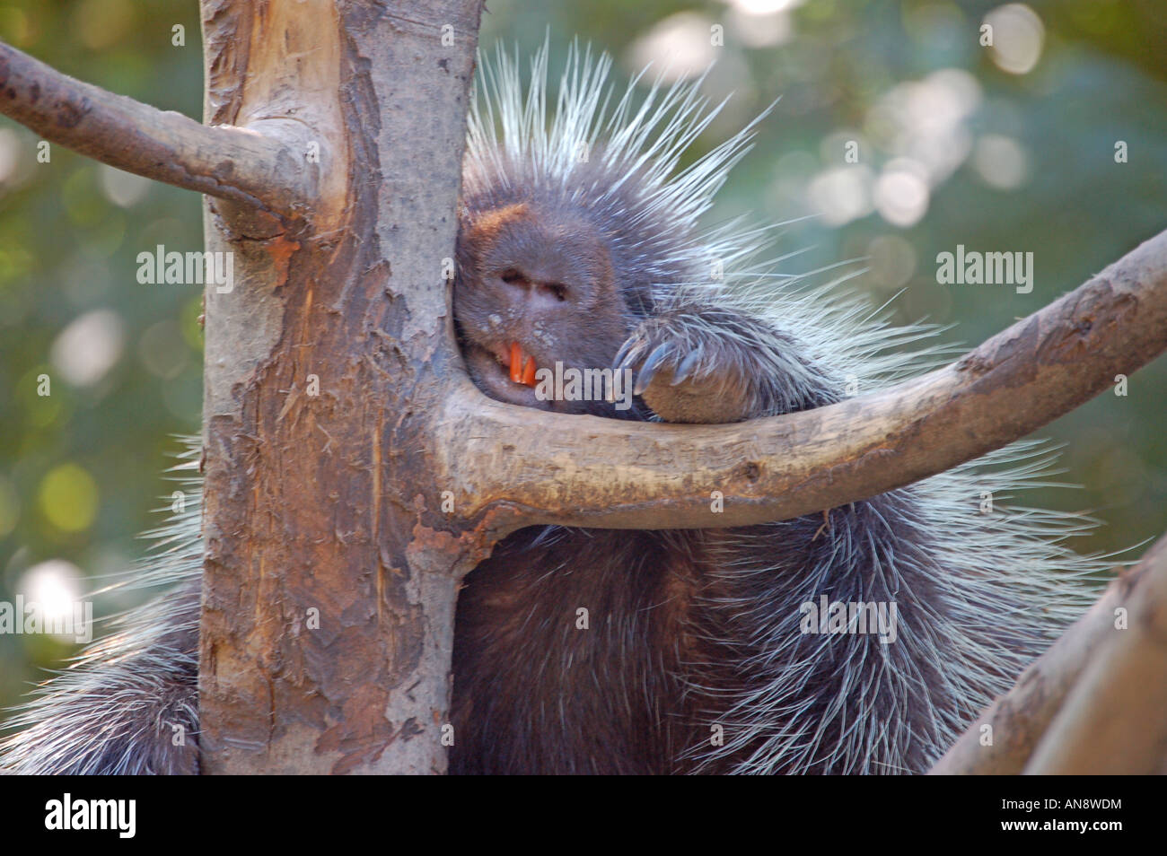 A Porcupine in a tree Stock Photo - Alamy