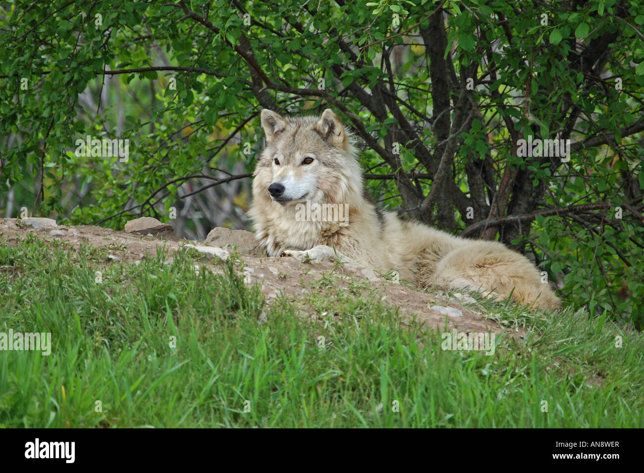 A watching Timber Wolf in spring Stock Photo - Alamy