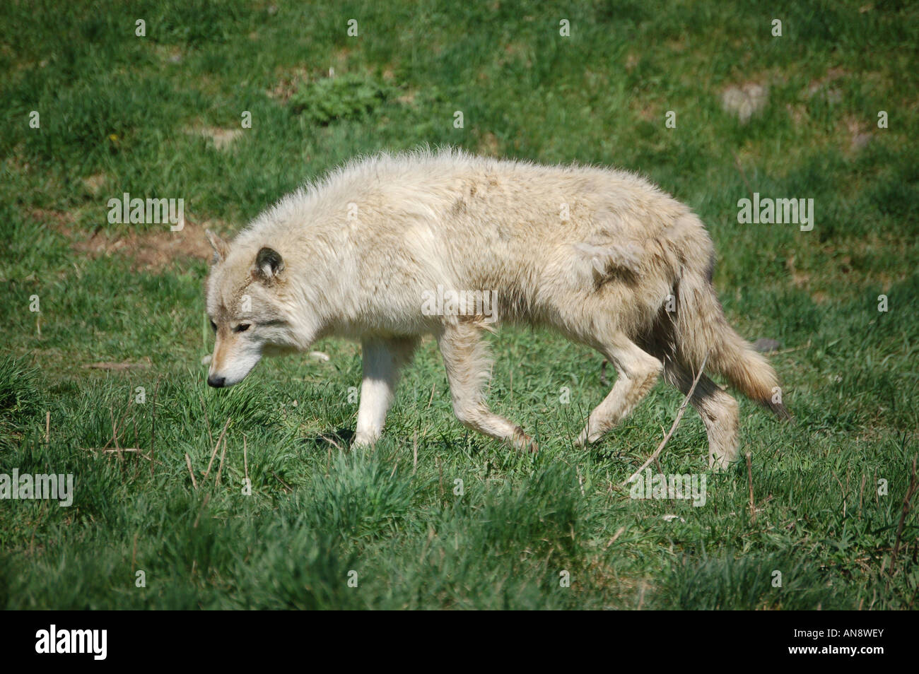 Wolf crossing hi-res stock photography and images - Alamy