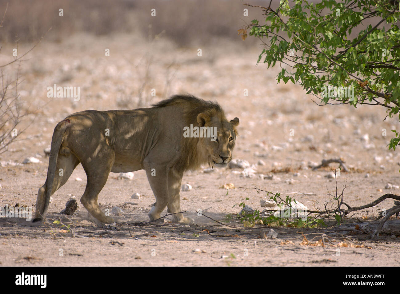Shade animals hi-res stock photography and images - Alamy
