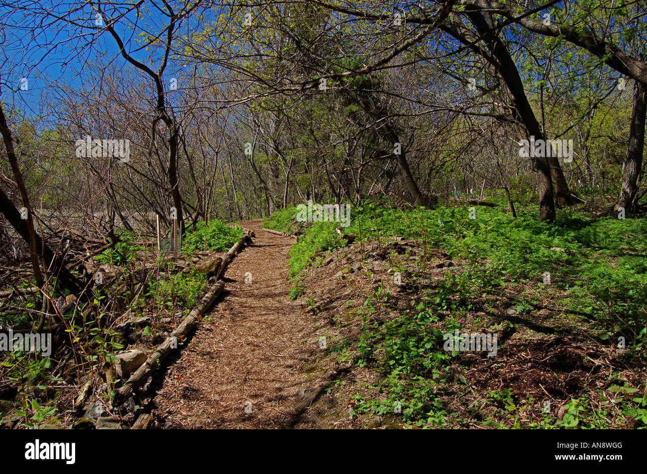 Pathway around pond in spring Stock Photo - Alamy