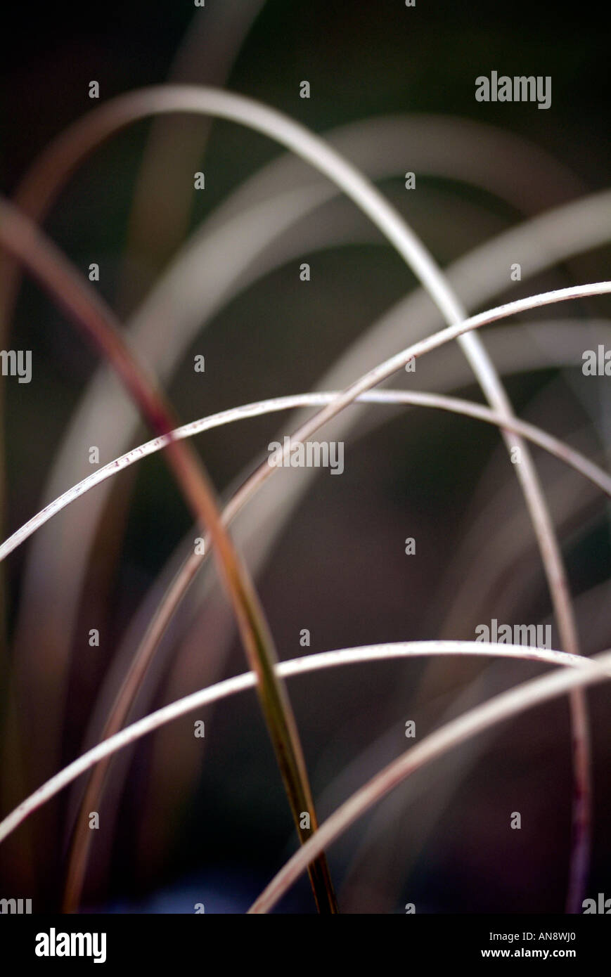 Graceful fronds hi-res stock photography and images - Alamy