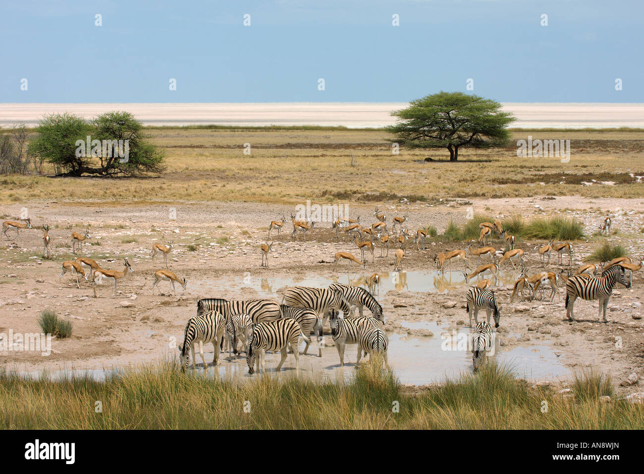 Herd of Burchells zebra Equus quagga burchelli and springbok Antidorcas ...