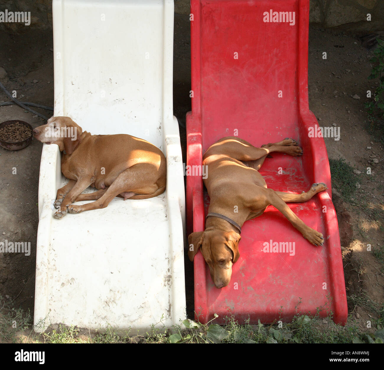 Reclining dogs hi-res stock photography and images - Alamy
