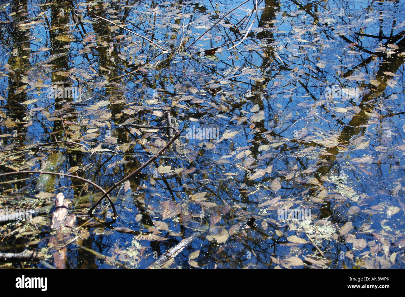 Tree reflections in a pond in spring Stock Photo - Alamy