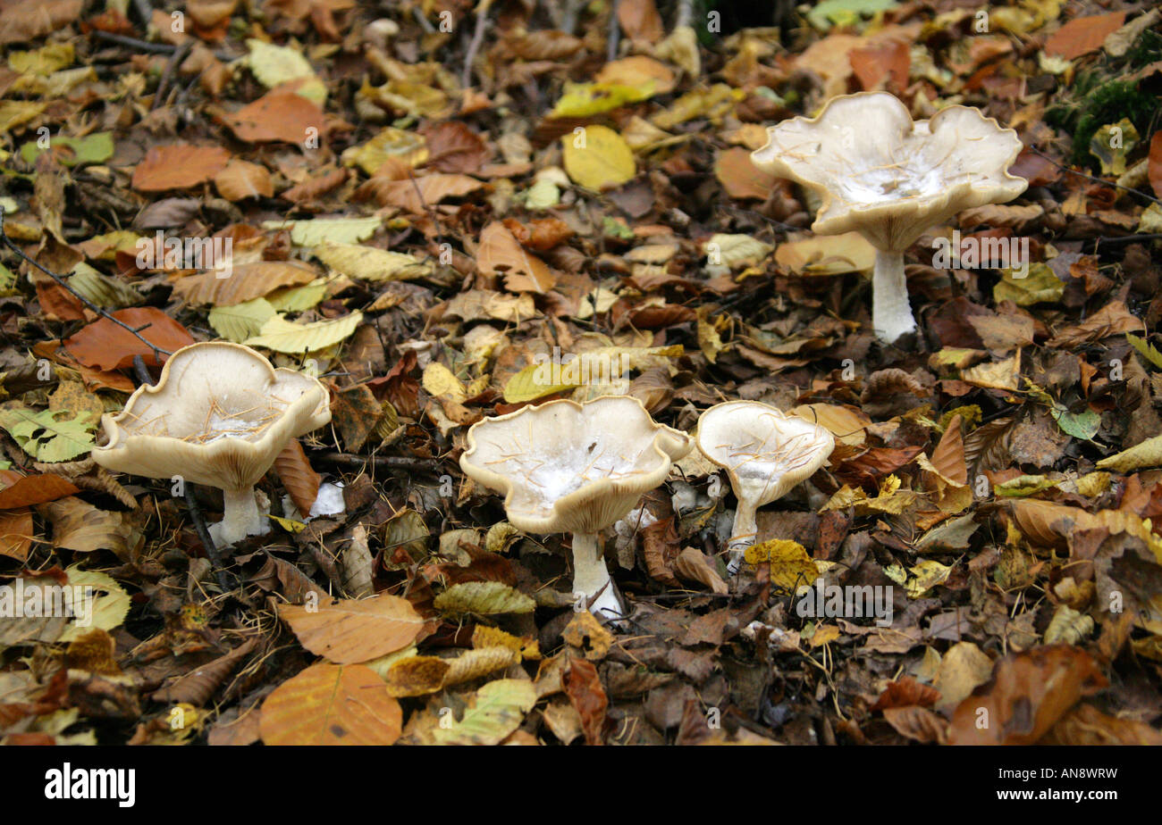 Giant Funnel, Leucopaxillus giganteus, Tricholomataceae. Syn. Agaricus ...