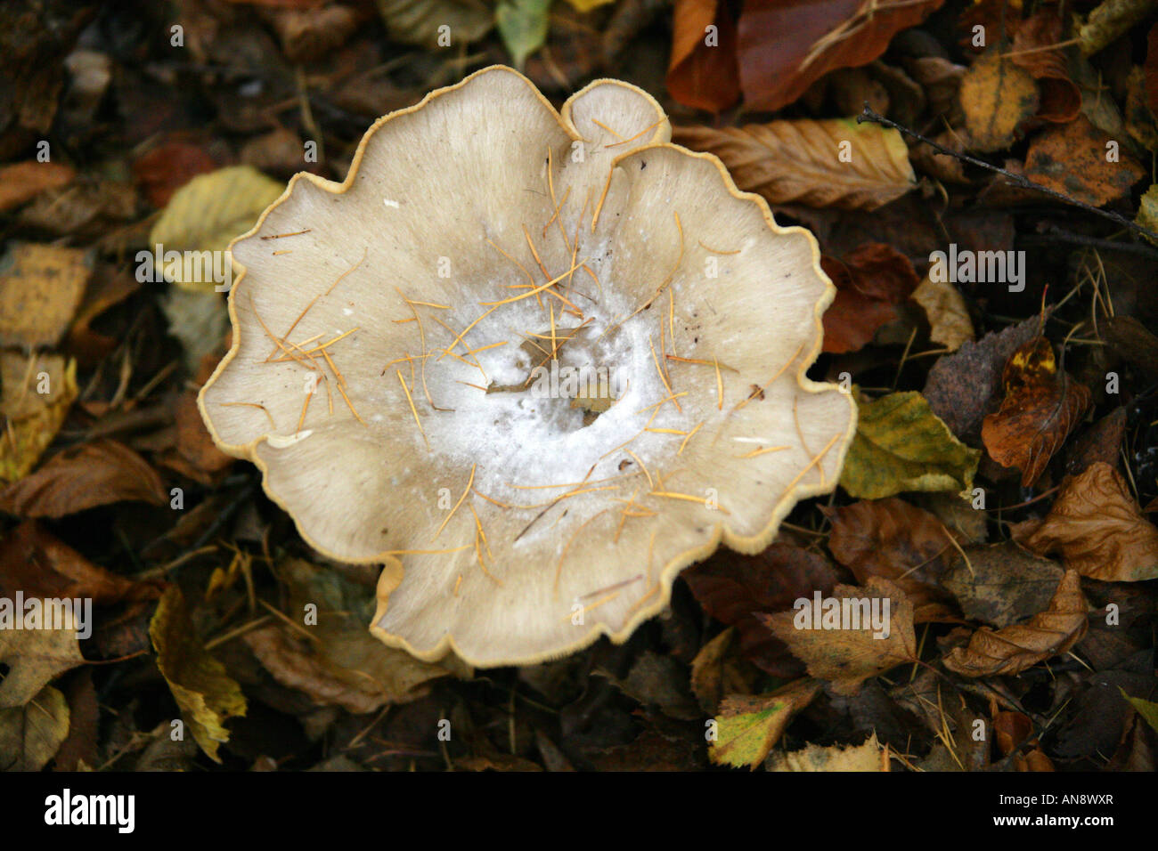 Giant Funnel, Leucopaxillus giganteus, Tricholomataceae. Syn. Agaricus ...