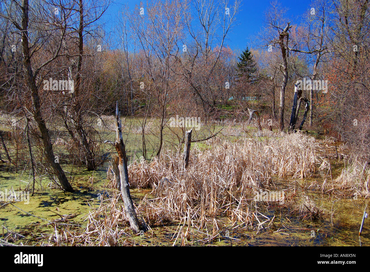 Swamp water spring hi-res stock photography and images - Alamy