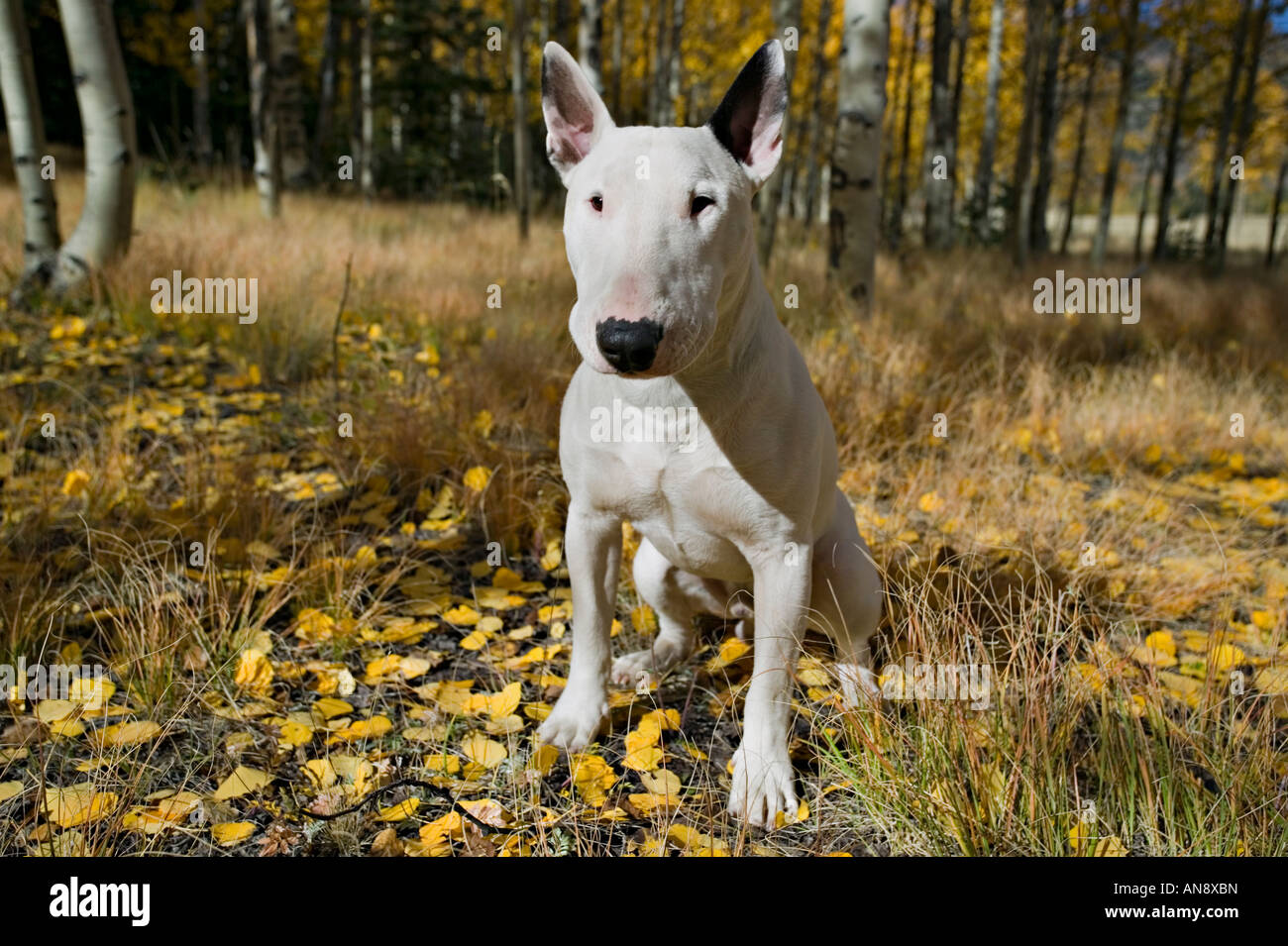 English bull terrier hi-res stock photography and images - Alamy