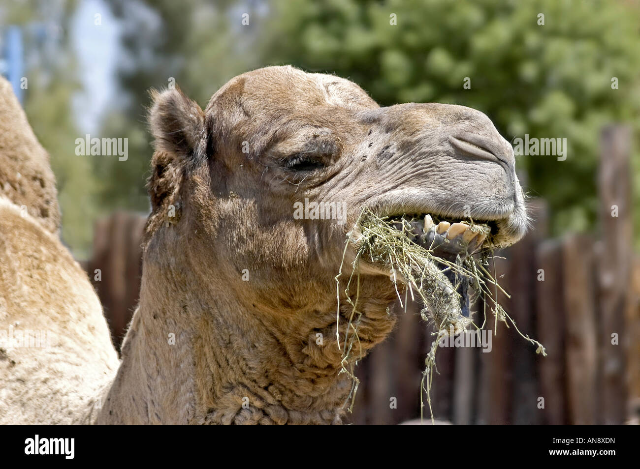 Camel Chewing High Resolution Stock Photography and Images - Alamy
