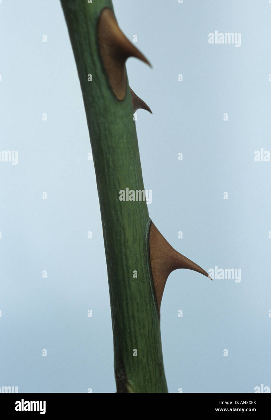 Rose sting hi-res stock photography and images - Alamy
