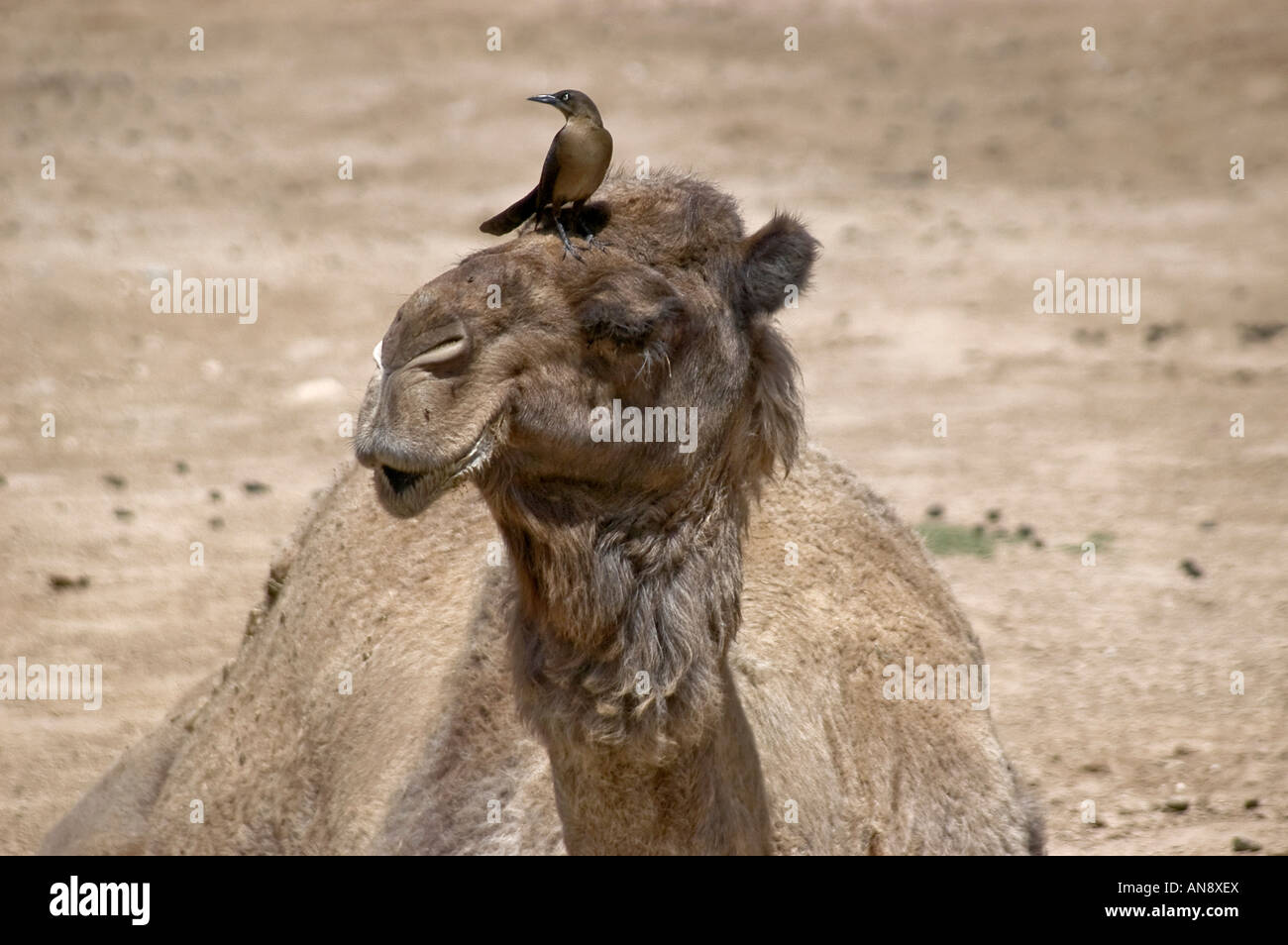 camel with symbiotic bird Stock Photo - Alamy