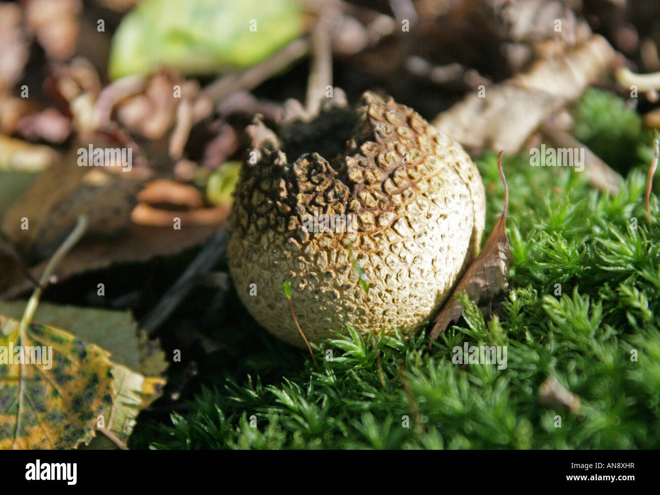 Common Earth Ball Fungus, Scleroderma citrinum, Sclerodermataceae Stock ...