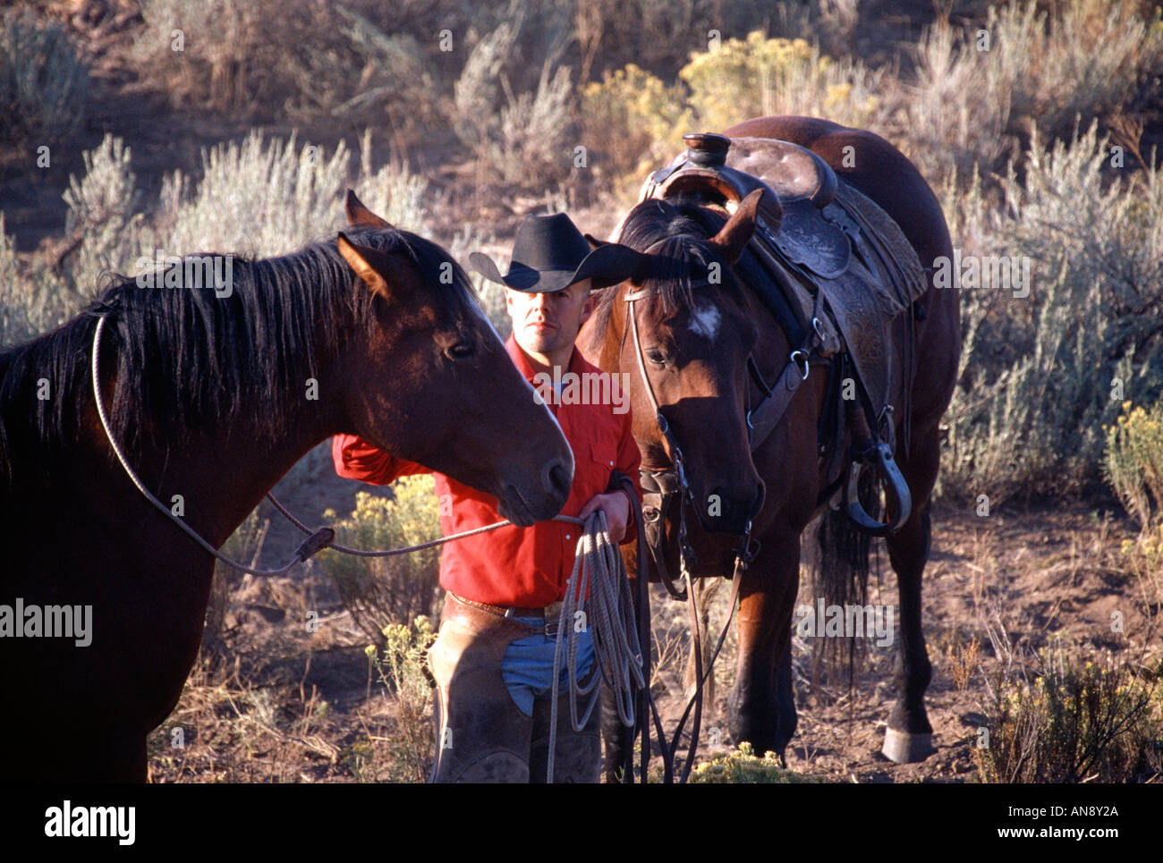 Cowboy catching a horse by placing the rope around the neck of a horse ...