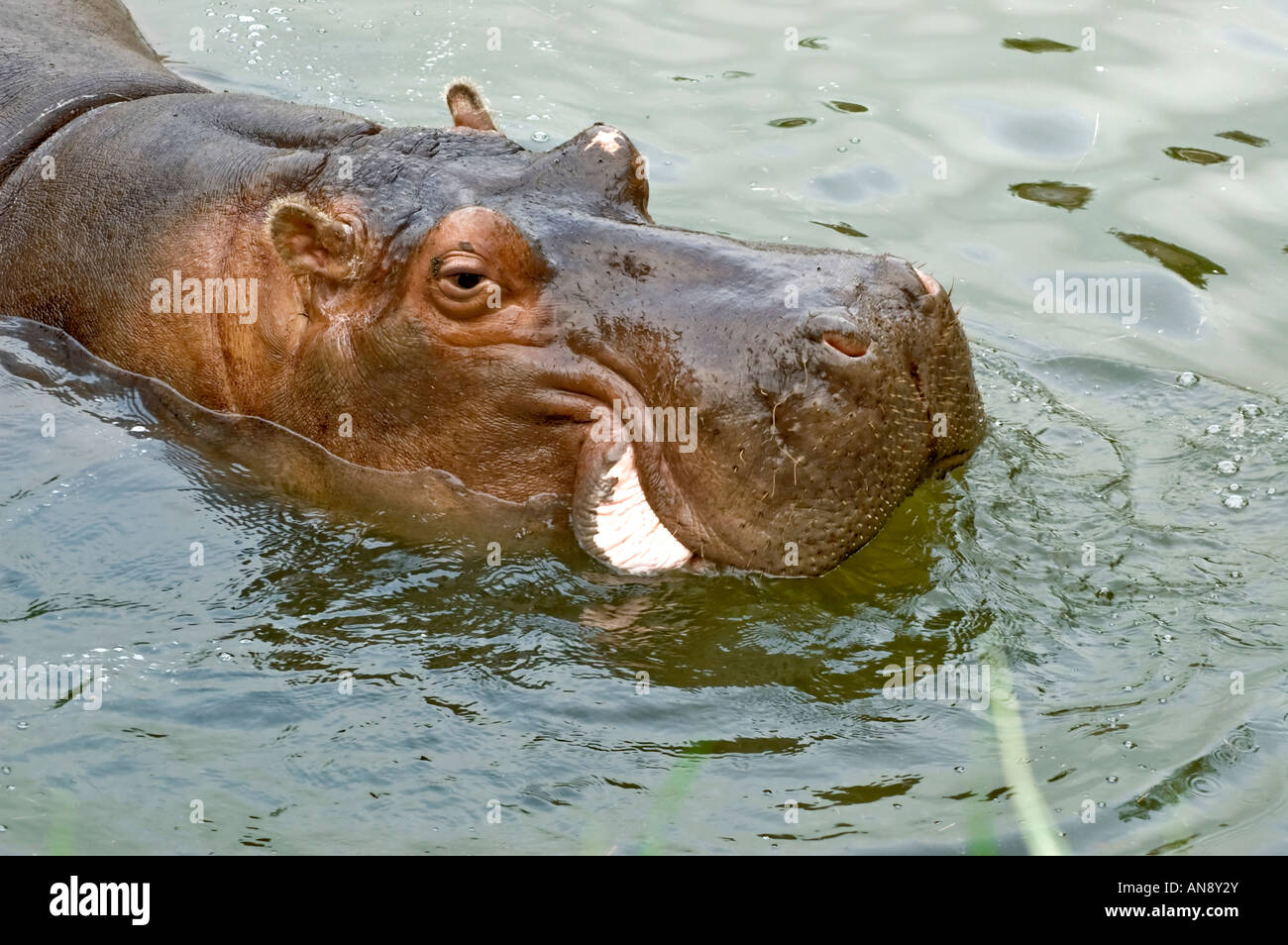 Hippopotamus surfacing hi-res stock photography and images - Alamy