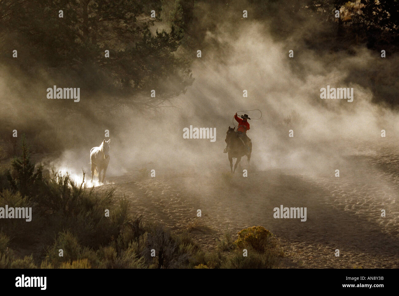 Cowboy roping wild horse hi-res stock photography and images - Alamy