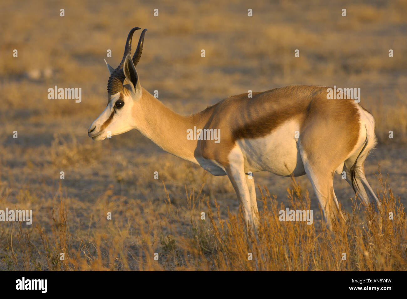 African antelope bok hi-res stock photography and images - Alamy