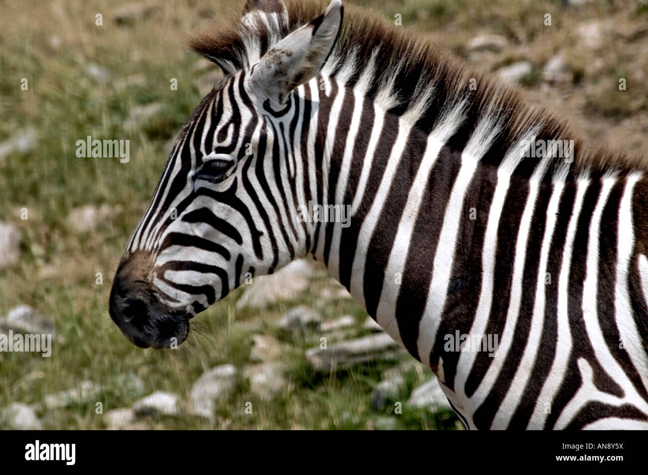 zebra ears back Stock Photo - Alamy