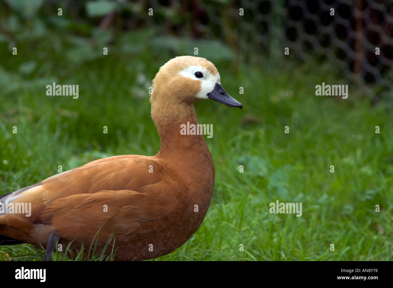 Asian bird flu threat hi-res stock photography and images - Alamy