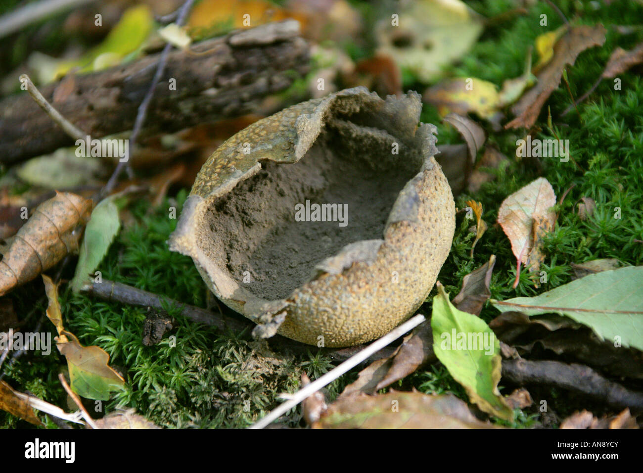Common Earth Ball Fungus, Scleroderma citrinum, Sclerodermataceae Stock ...