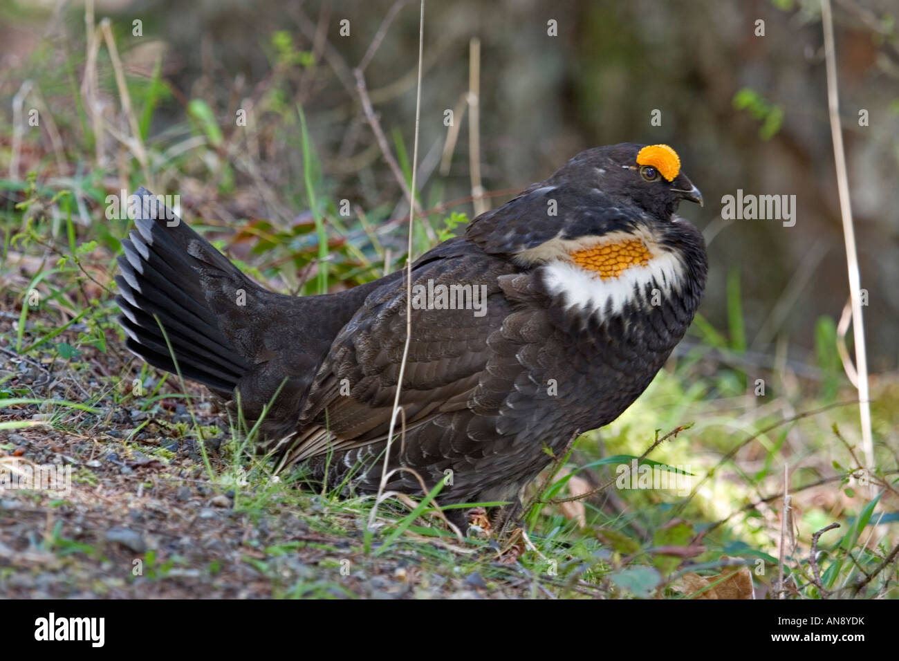 Spruce Grouse Tannenhuhn Stock Photo - Alamy