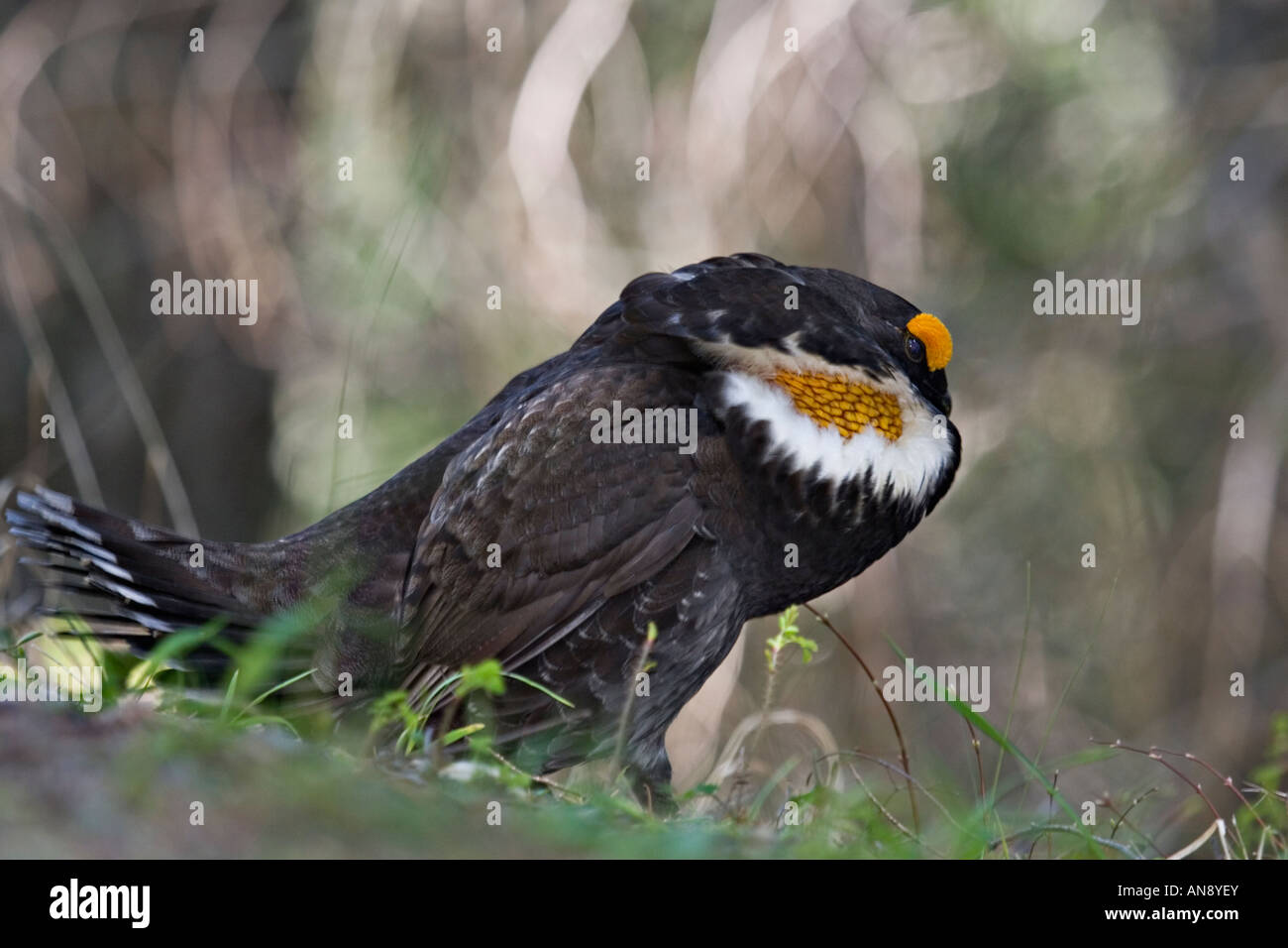 Spruce Grouse Tannenhuhn Stock Photo - Alamy