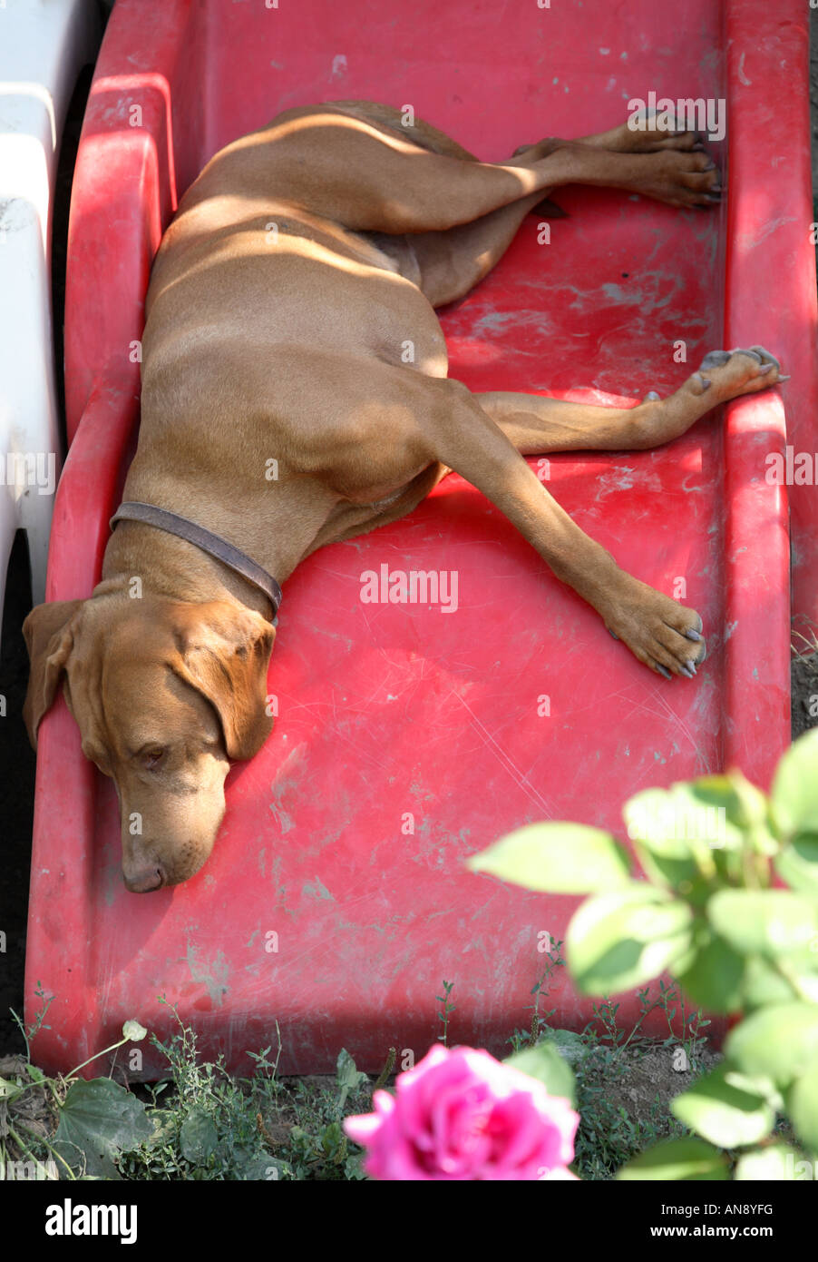 Reclining dog hi-res stock photography and images - Alamy
