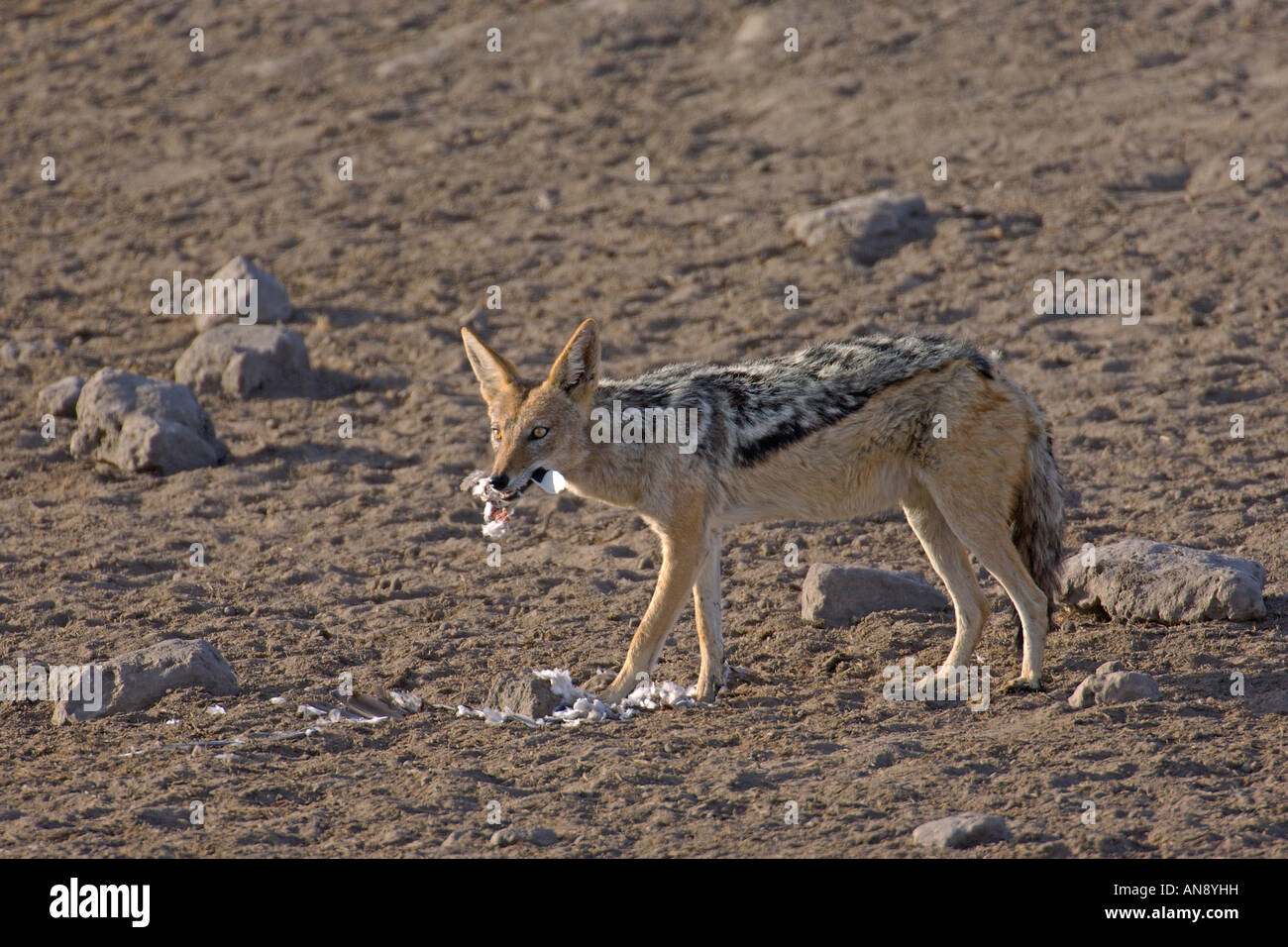 Black backed jackal Canus mesomelas devouring Cape turtle dove Etosha ...