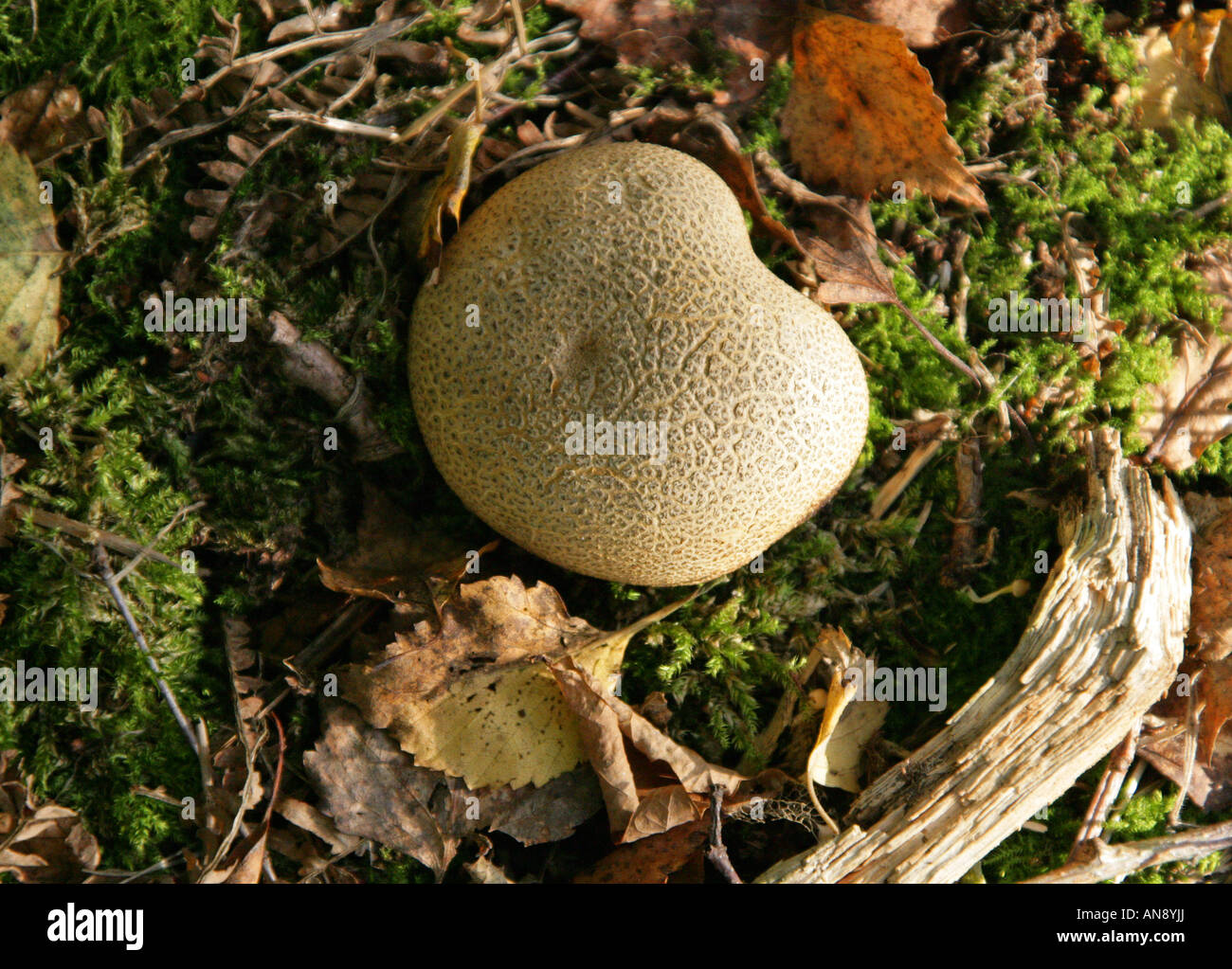 Common Earth Ball Fungus, Scleroderma citrinum, Sclerodermataceae Stock ...