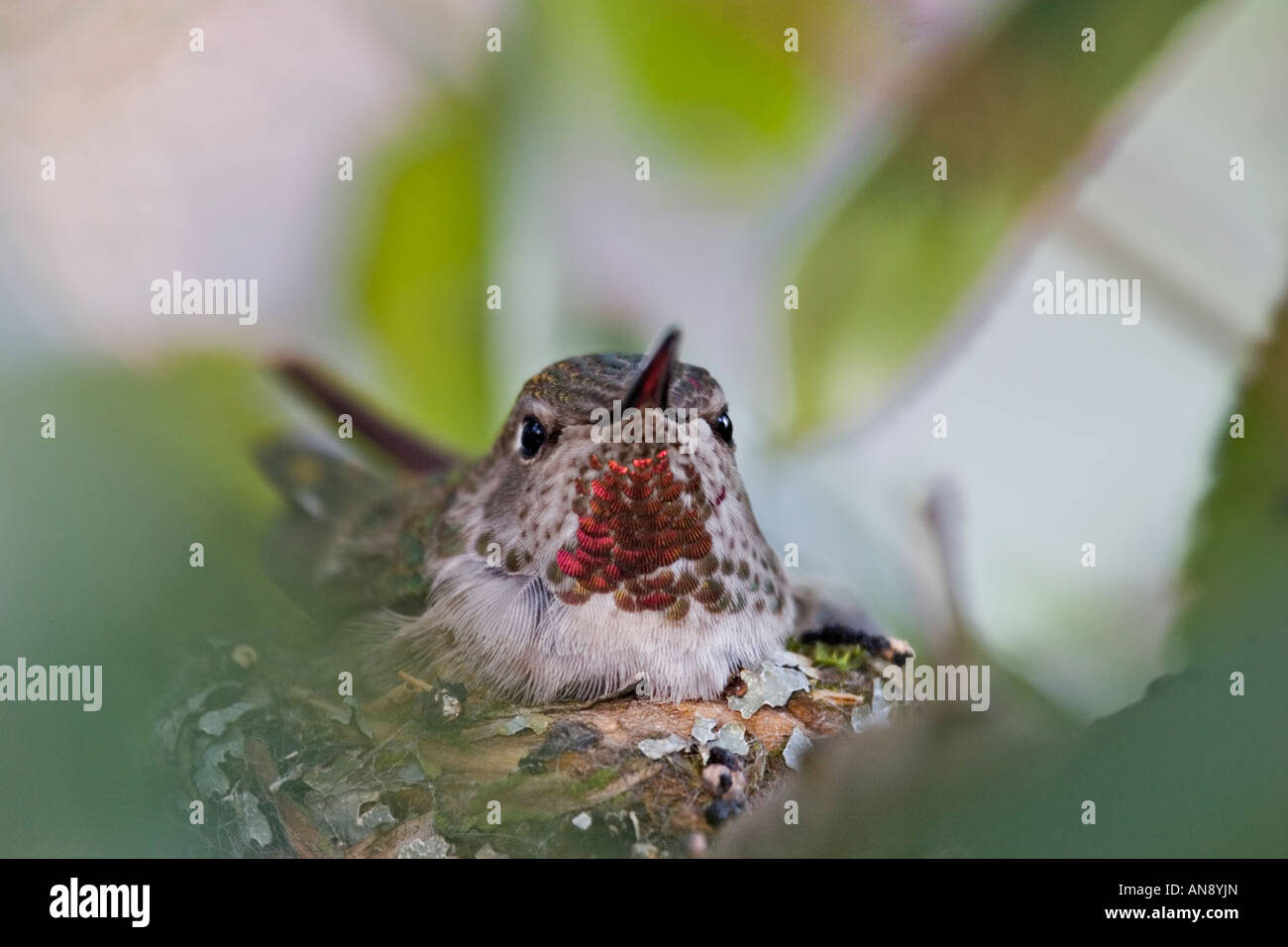 ruby throated hummingbird nesting Stock Photo - Alamy